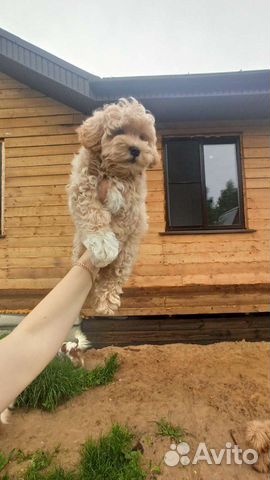 Мальтипу Ф1 мини мальчик Baby Face VIP малыш