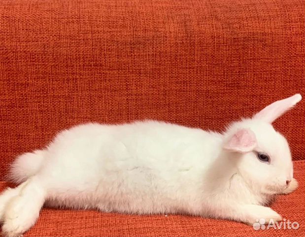 Кролик декоративный мини