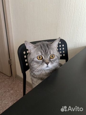 Отдам кота в добрые руки