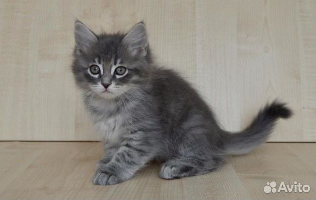 Симпатичный котёнок серого цвета в заботливые руки