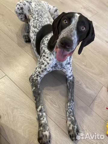 Щенок курцхаара