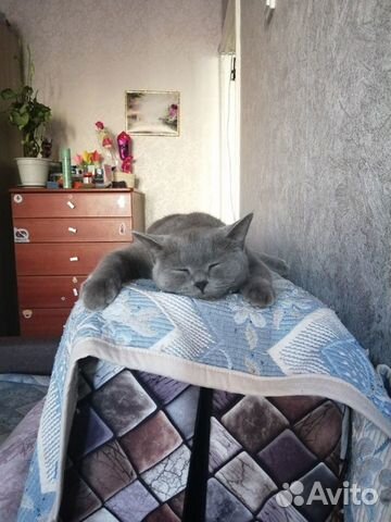 Отдам кошечку в хорошие руки