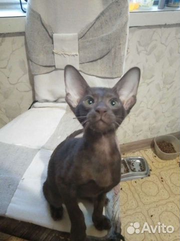 Кошка