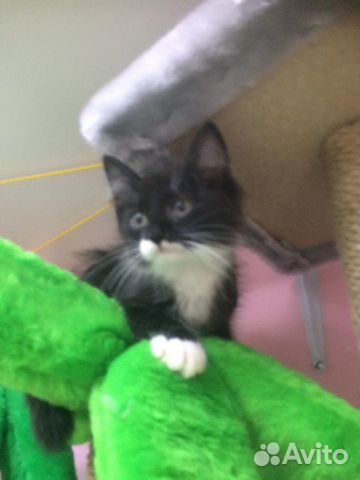 Красивая маленькая кошка