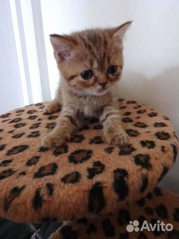 Продам шотландских веслоухих котят