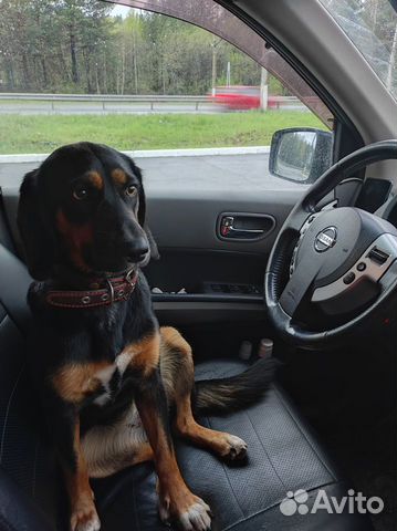 Ищем кобеля для вязки