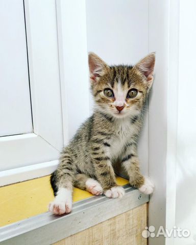 Котенок
