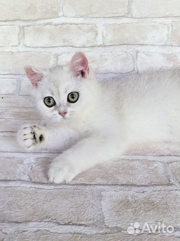 Британские котята серебро