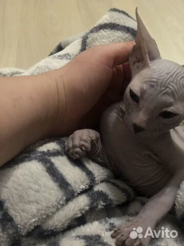 Донской сфинкс