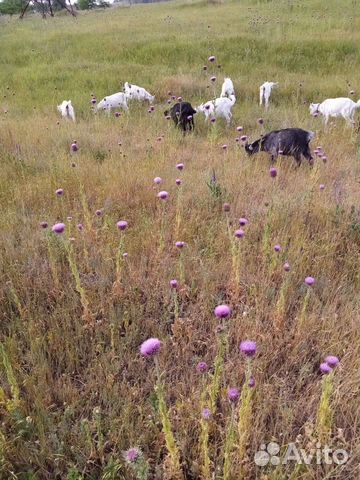 Козлята 3 месячные
