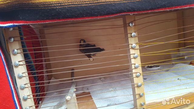 Дрозд инвалид