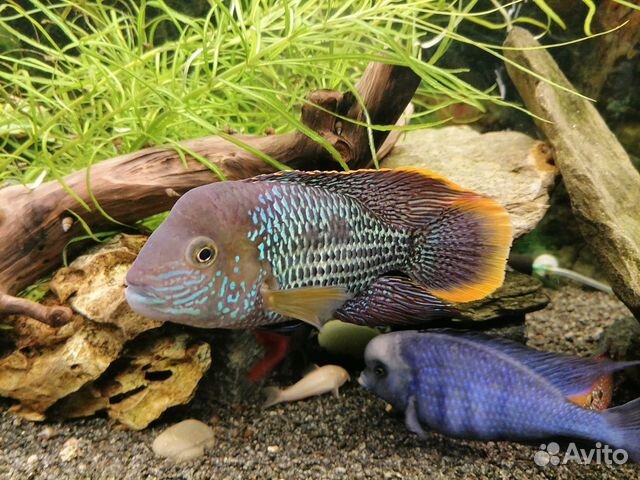 Рыбка Акара Бирюзовая