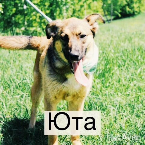 Собаке некуда девать энергию