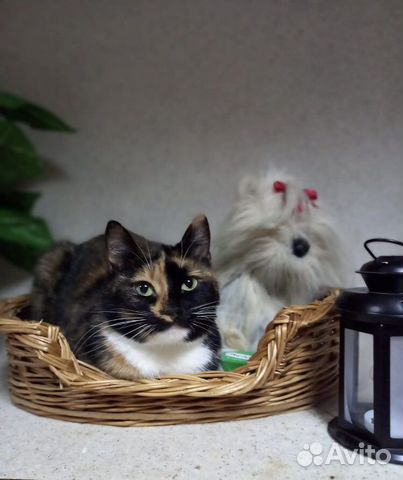 Прекрасная Мята