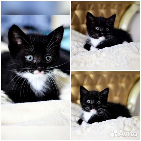 Котята, 2 мес, маркизного окраса в добрые руки