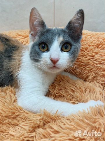 Короткошерстная кошка Руна в добрые руки
