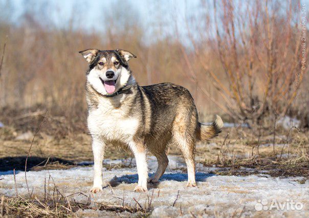 В добрые руки плюшевую собаку