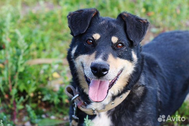 Некрупный песик по кличке Борис ищет дом