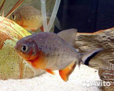 Паку. Декоративная пиранья. Чистка аквариумов