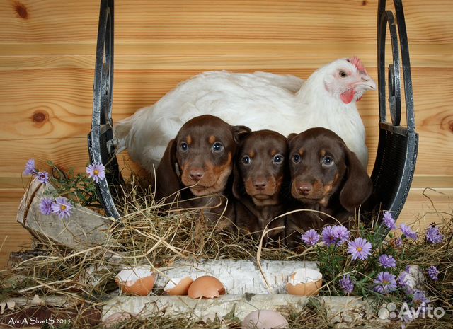 Касавцы таксята гладкий стандарт