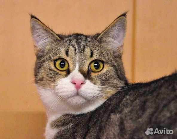 Шустрик ищет дом