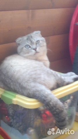 Продам кота скотиш фолд