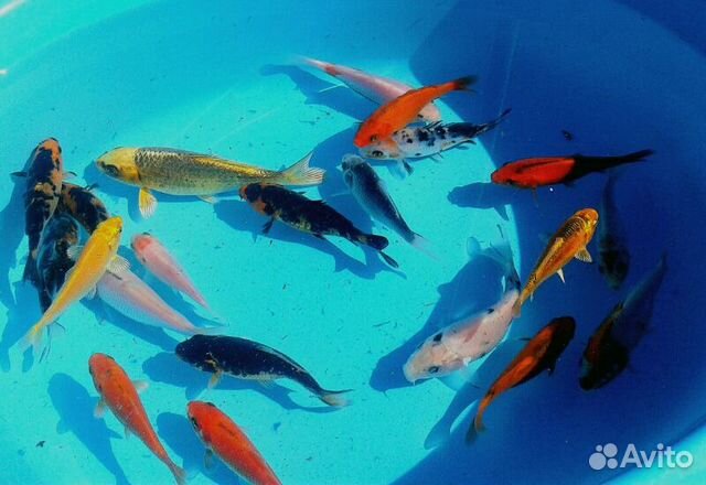 Карпы кои для вашего пруда