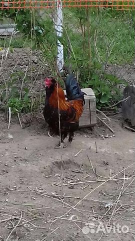 Павловский петух золотистый