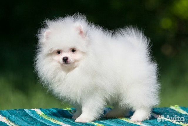 Шпиц. Белоснежка