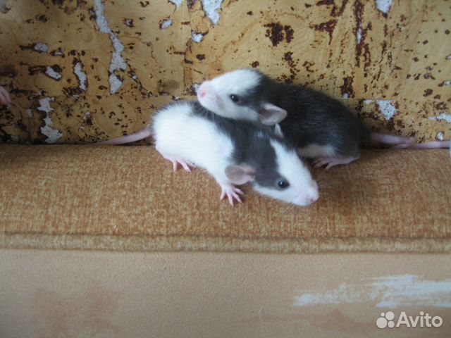 Крысята, крыски - хаски