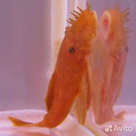 Анцитрус красный