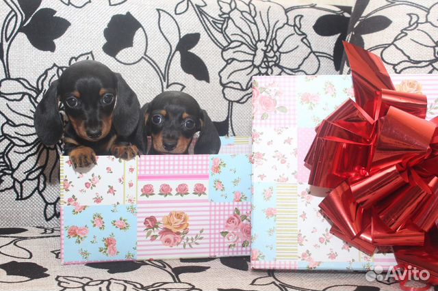 Девочки крошки