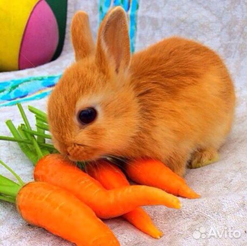 Супер-мини кролики