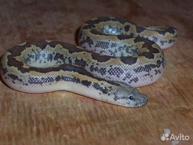 Удавчик шершавохвостый(Gongylophis conicus)