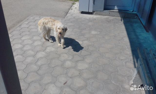 Отдам в очень хорошие руки