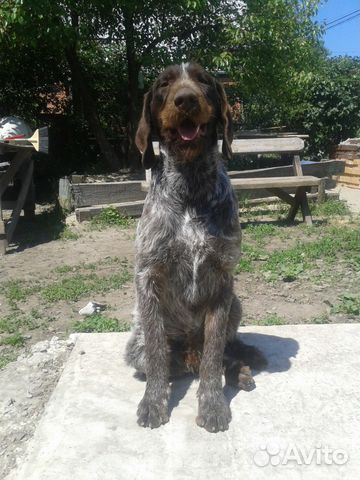 Вязка Дратхаар