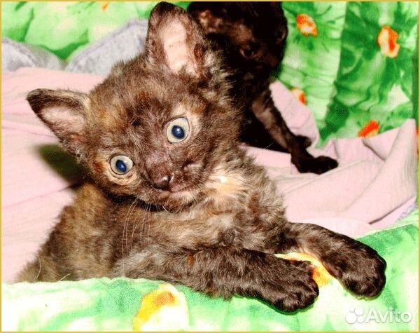 Ищу мамочку уральский рекс