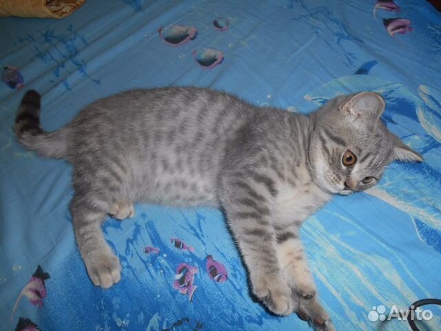 Шотландский котик