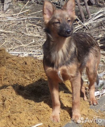 Миша ищет дом