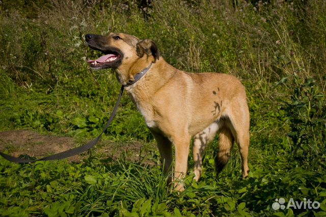 Спокойная собака Кнопочка