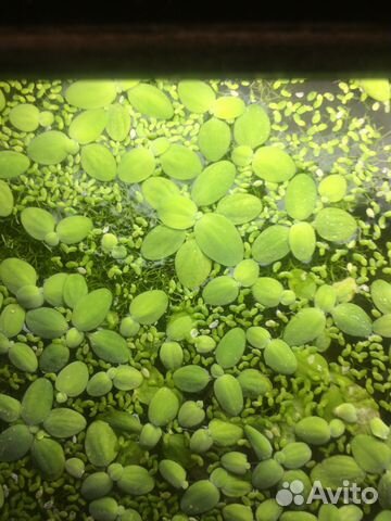 Аквариумные растения