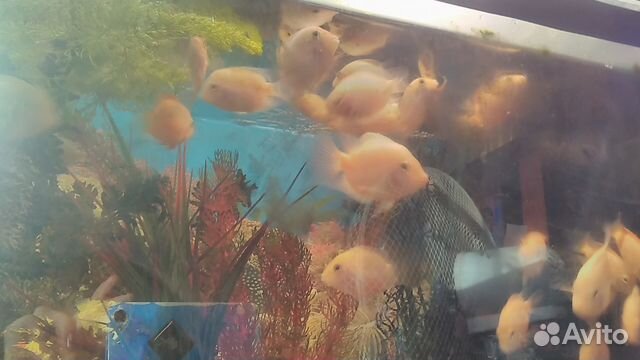 Рыбки мини-попугаи