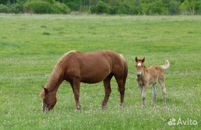 Продам кобыл 2010г.р