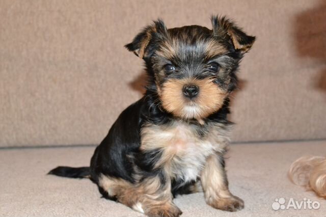 Щенок йоркширского терьера