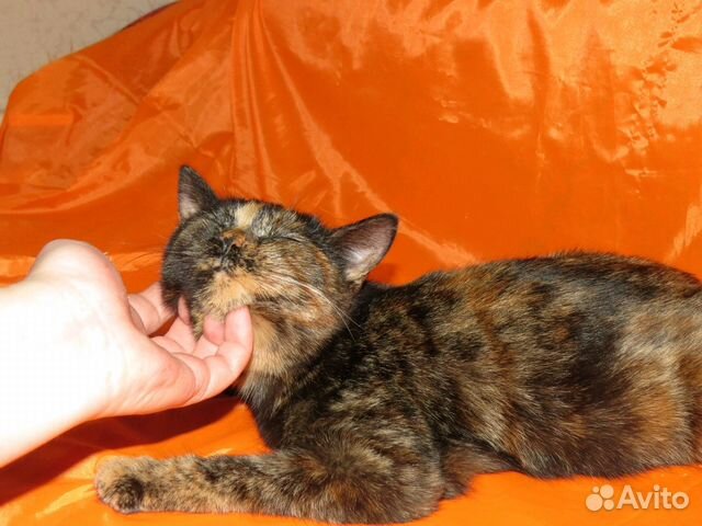 Шикарная черепашка