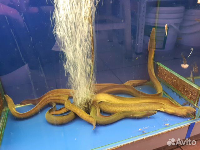 Экзотика. Мурена пресноводная