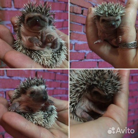 Карликовый африканский еж