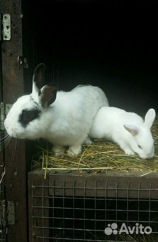 Декоративные крольчата