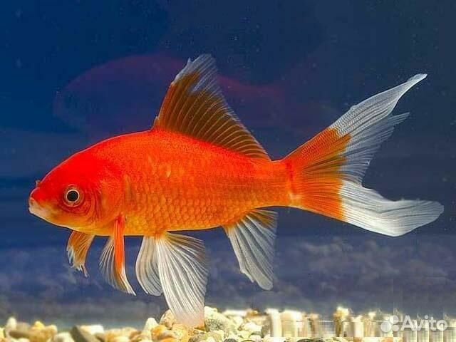 Золотые рыбки