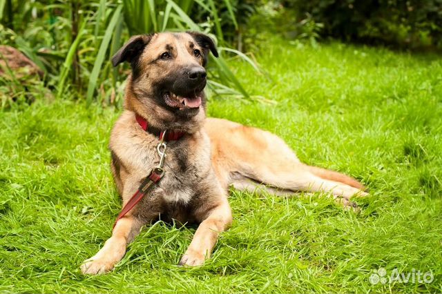 Молодая девочка Моня в добрые руки